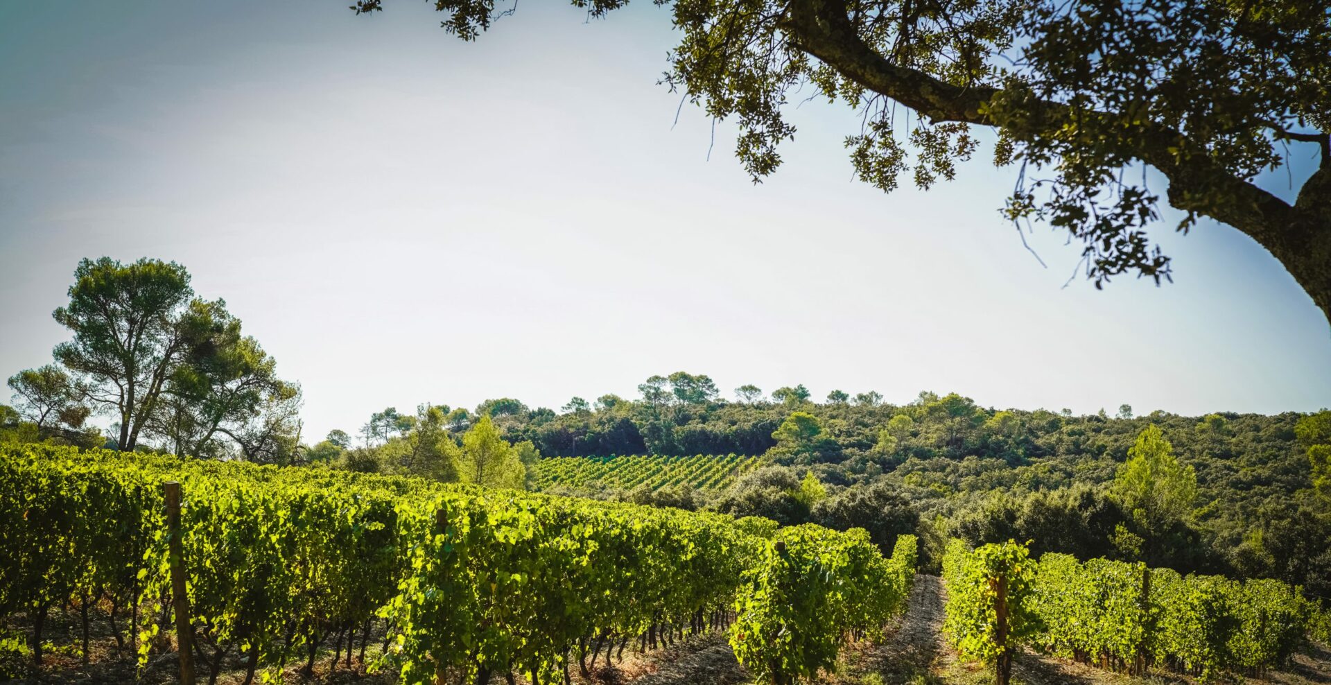 Les AOP du Languedoc